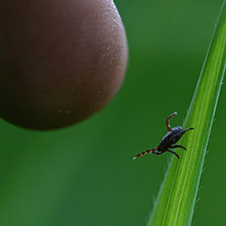 Tick Questing - Bay Area Lyme Foundation