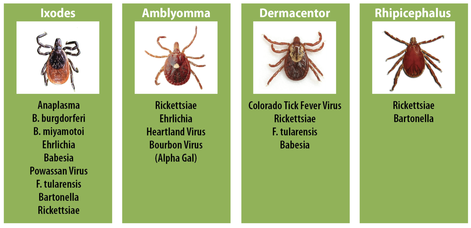 The Numbers Don't Lie: Why the NIH Consistently Underfunds Research into Lyme Disease - Bay Area ...
