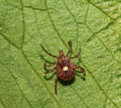 Dr. Scott Commins, Alpha-Gal Syndrome, and a Guide to Tick-Induced Meat ...